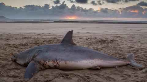 Shark 'may have attacked porpoise' off Pembrokeshire coast - BBC News
