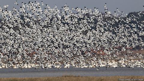 Day in pictures: 23 December 2014 - BBC News