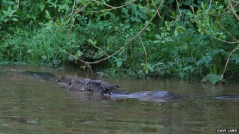 River Otter beavers 'native to UK', tests find - BBC News