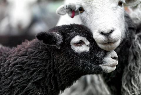 Photographs celebrate Lake District rare breed sheep - BBC News