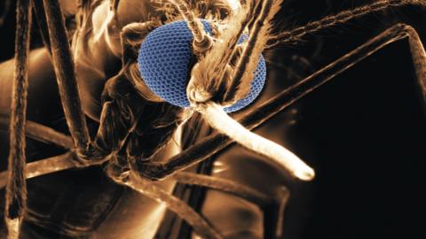 Malaria: '700 million cases' stopped in Africa - BBC News