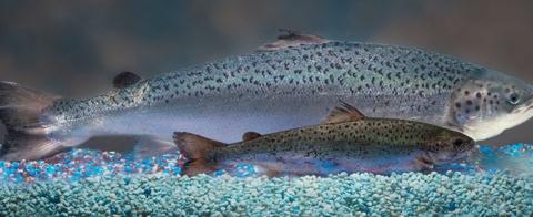 US approves genetically modified salmon for food - BBC News