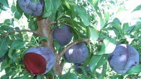 Can an Australian superfood plum help you lose weight? - BBC News
