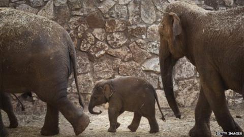 The prince and the Party: Five elephants in the room - BBC News