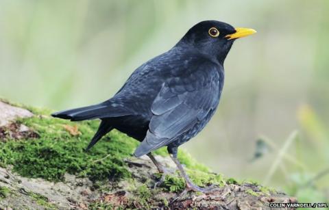 Poll to find first national bird for Britain - BBC News