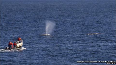 Gray whale makes record migration across North Pacific - BBC News