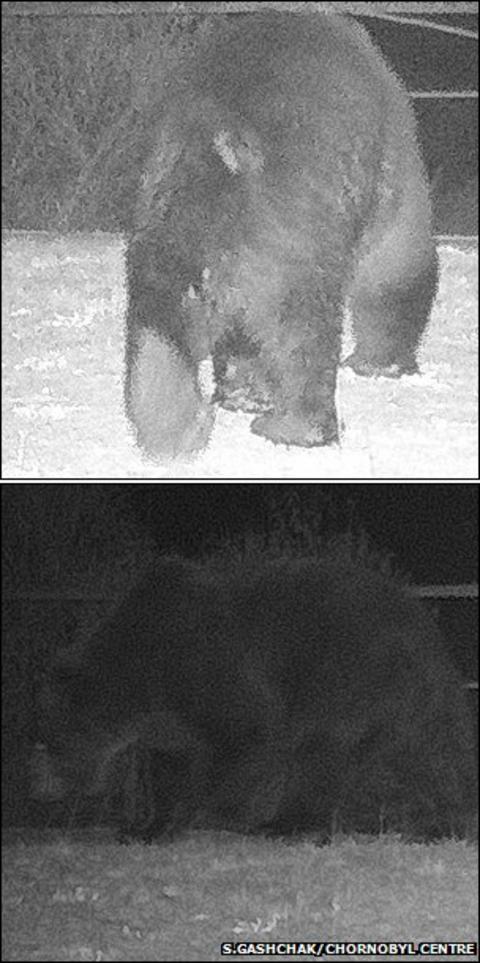 Cameras reveal the secret lives of Chernobyl's wildlife - BBC News