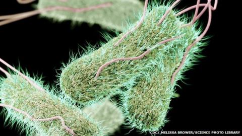 Drug-resistant typhoid 'concerning' - BBC News