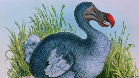 Dead as a dodo, but not according to one in four of you - BBC News