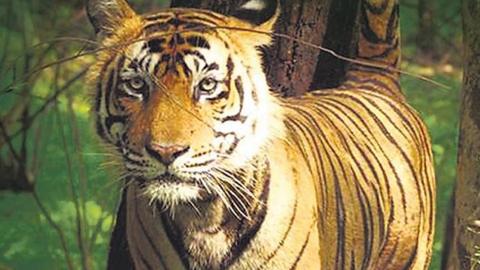 Man-eating Indian tiger faces 'shoot-to-kill' order - BBC News