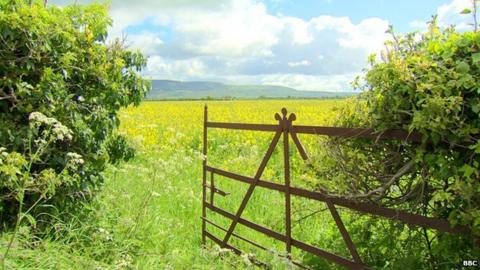Farming in harmony: Northern Ireland farmers protecting wildlife on ...