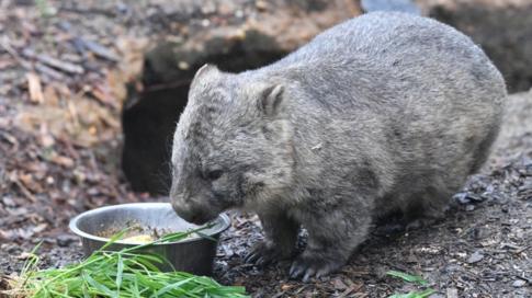 Caca de wombat : Les scientifiques révèlent le mystère derrière les ...