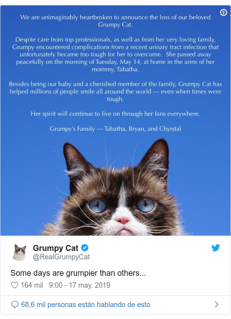 Grumpy Cat: recordamos la muerte de la leyenda felina de internet ...
