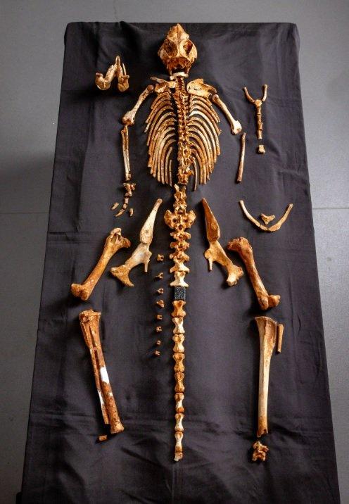 Researchers go to extreme lengths to recover Ice Age kangaroo fossil ...