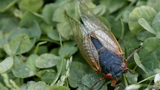 Tras 17 años bajo tierra, las chicharras invaden el este de EE.UU ...