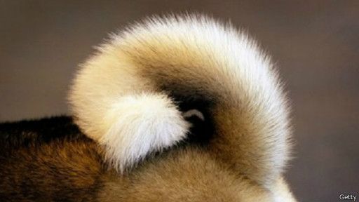 O que cães estão dizendo quando movem o rabo? - BBC News Brasil