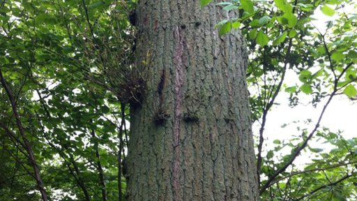 Worcester oak trees affected by deadly disease - BBC News