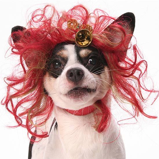 En fotos: pelucas para perros, de todos los colores y estilos - BBC ...