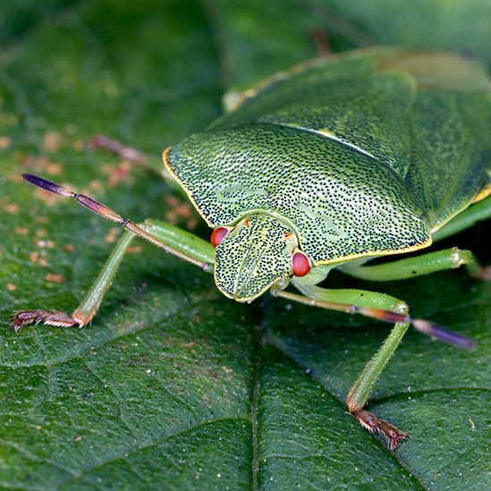 En fotos: Los insectos que podemos encontrar al salir de casa - BBC ...