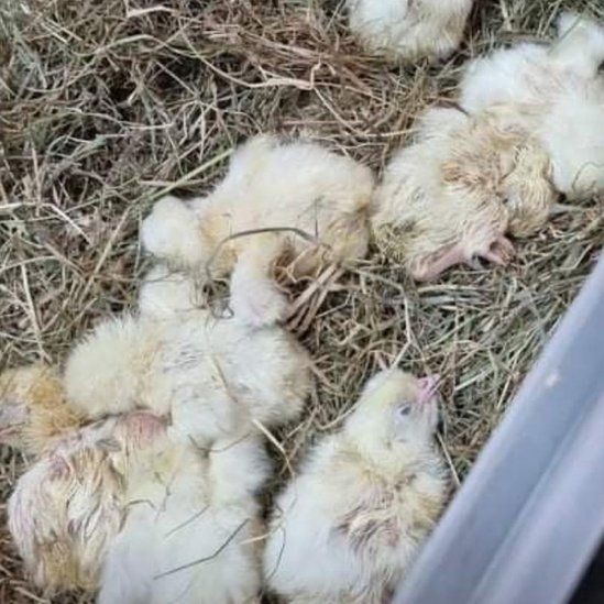 Chicks at sanctuary after surviving being gassed and sold as food - BBC ...
