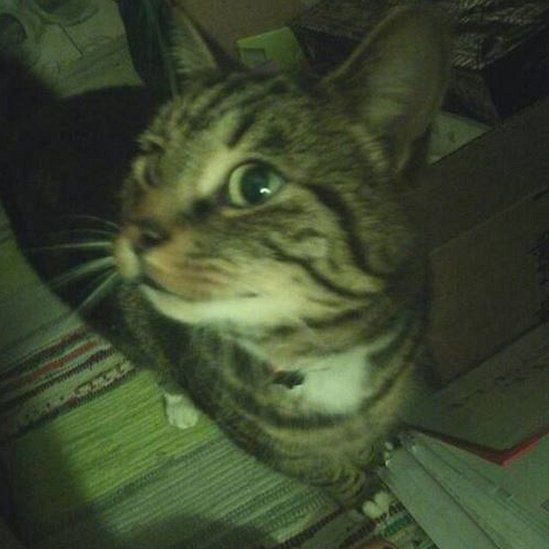 Decapitated cat linked to London killing spree - BBC News