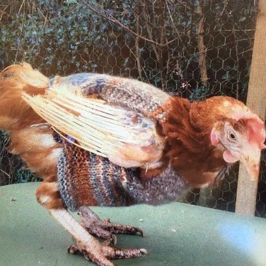 Christmas Jumpers Day: Families, offices and animals get festive - BBC News