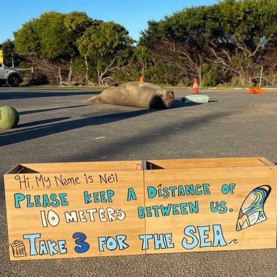 Neil the seal - Tasmania's latest viral sensation and why you should ...