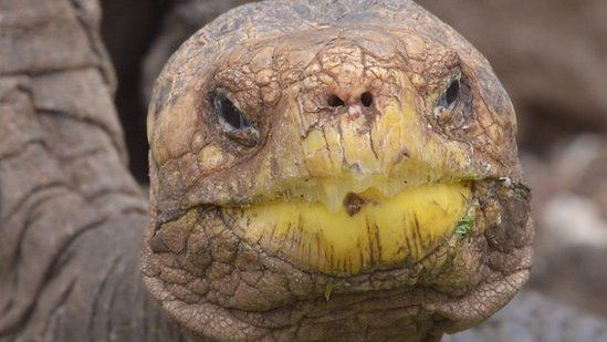 Por qué las tortugas adquirieron la habilidad de retraer el cuello (y ...