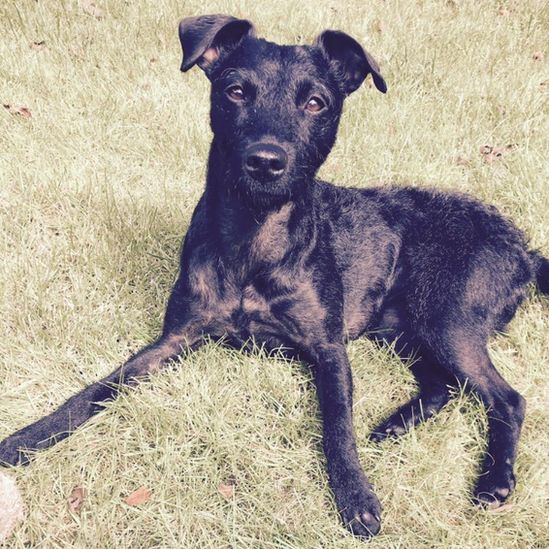 Major search launched at Findon cliffs for missing dog - BBC News