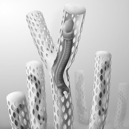 Sea worm fossil gives clues to 'common ancestor' - BBC News