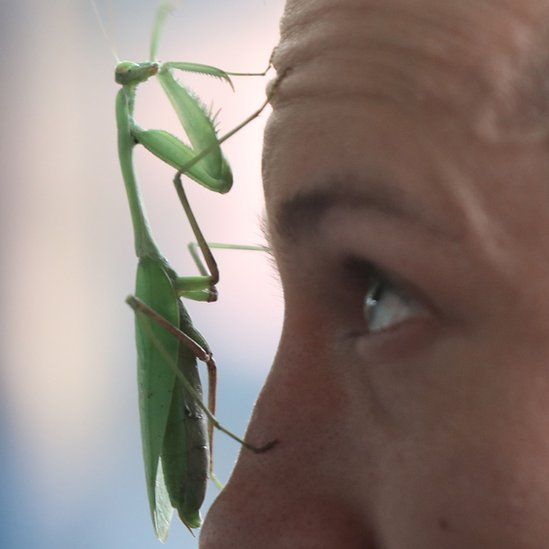 In pictures: London Zoo animals counted for stocktake - BBC News