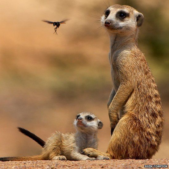 Pictures: Wild Planet photographs on display - BBC Newsround