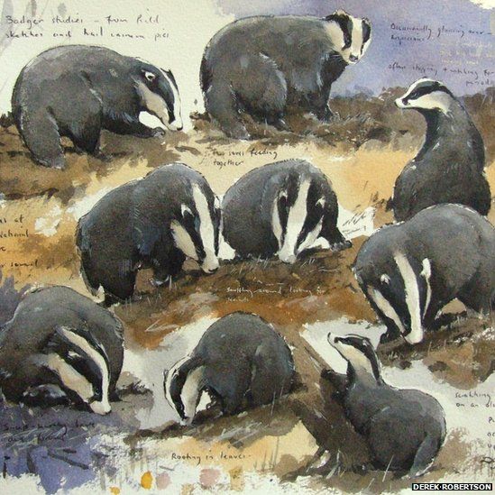 In pictures: Art showcases Fife reserve's wildlife - BBC News