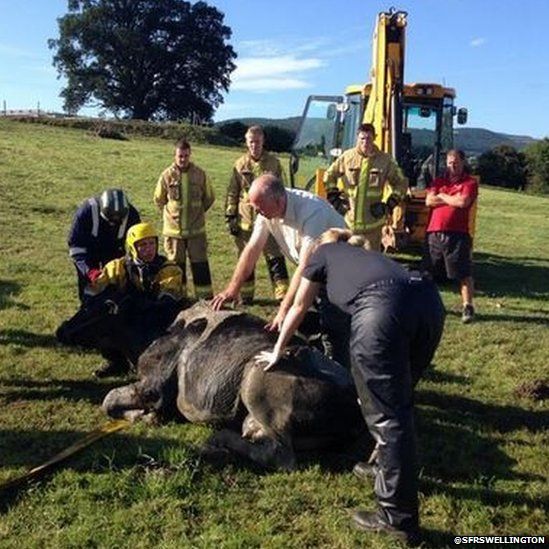 Cow rescued from culvert at Malehurst Farm, Minsterley - BBC News