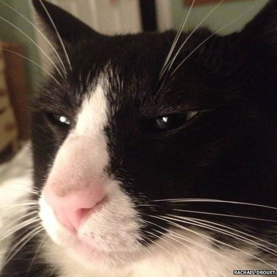 Ipswich cat burglar Theo's 2014 haul revealed - BBC News