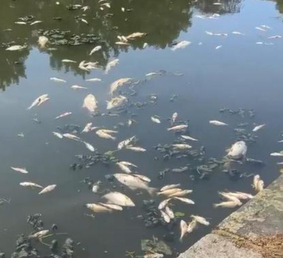 Folkestone: Investigation after number of dead fish found in pond - BBC ...