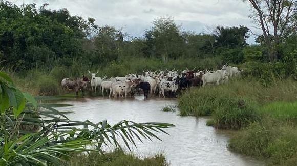Ndị ọchịehi emebiela ugbo m ji ego 'loan' wee kọọ - Onye ọrụ ugbo n ...
