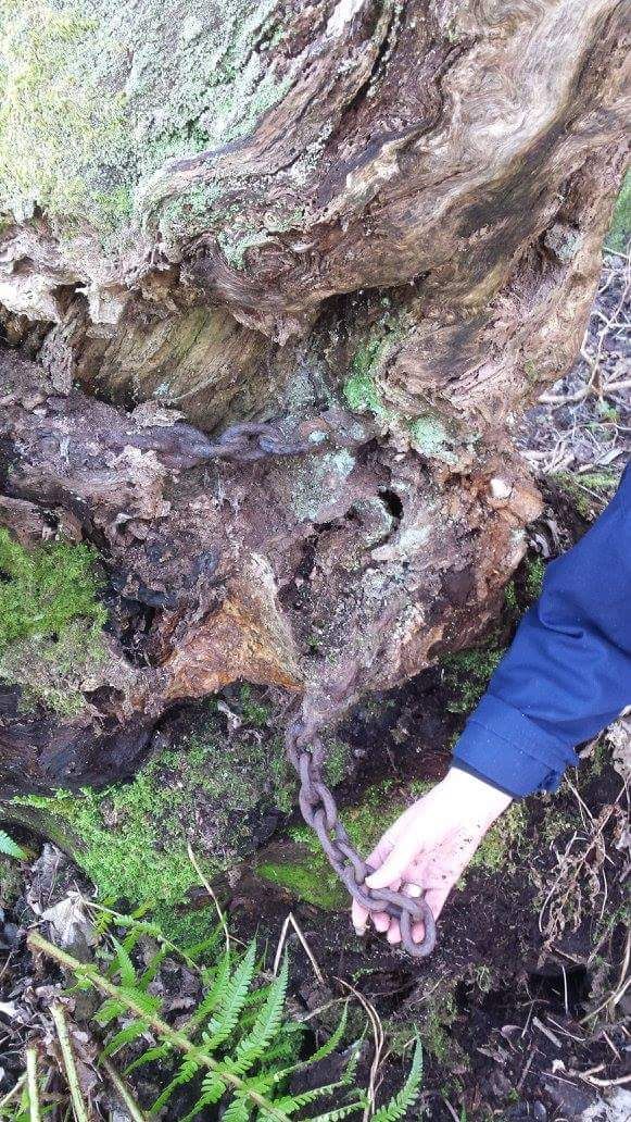 Deep roots of William Wallace tree legend - BBC News