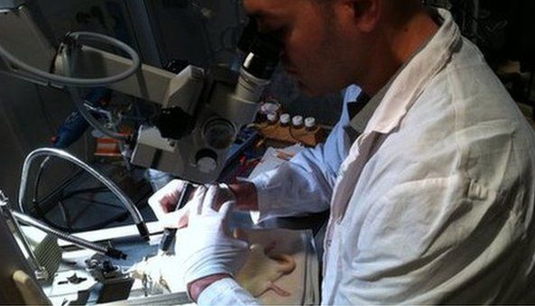 Controversial cyborg rat tests target brain treatments - BBC News