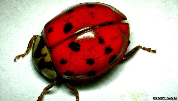 Invasive ladybirds wage 'biological war' on natives - BBC News