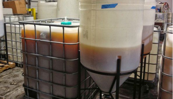 The drink of kings makes a comeback - BBC News