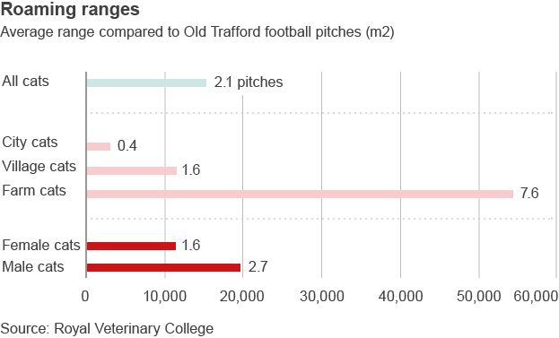 Cat Watch 2014: The lion in your lap - BBC News