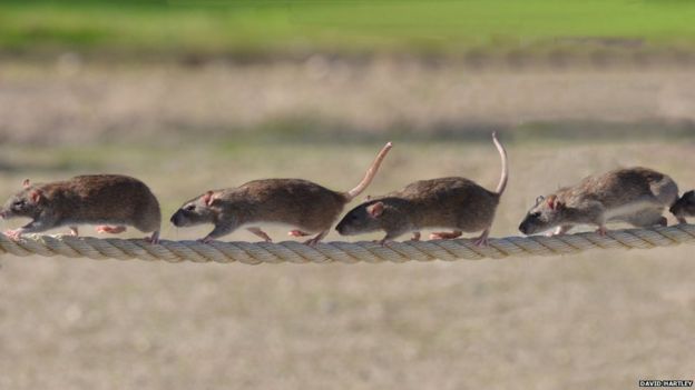 Nosotros proponemos el tema, tú mandas las fotos - BBC News Mundo