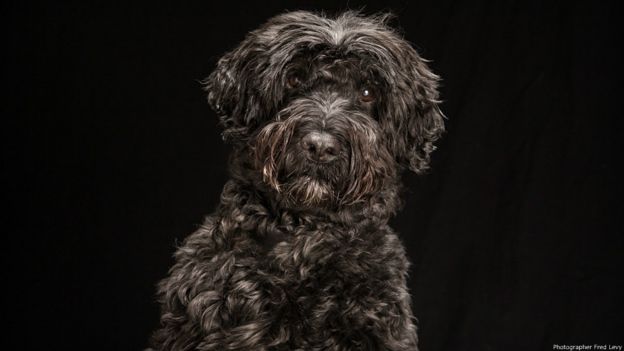 En fotos: la belleza de los perros negros - BBC News Mundo