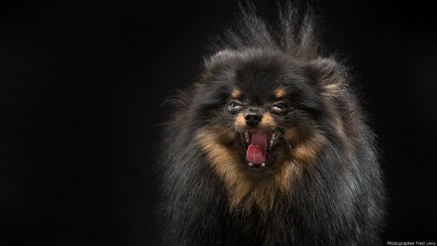 En fotos: la belleza de los perros negros - BBC News Mundo