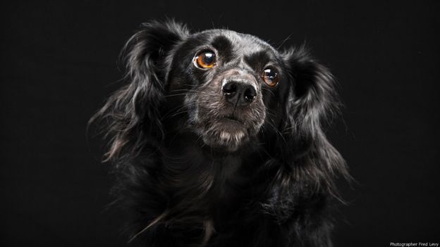 En fotos: la belleza de los perros negros - BBC News Mundo