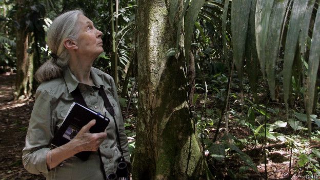Jane Goodall, la mujer que redefinió lo que nos hace humanos - BBC News ...