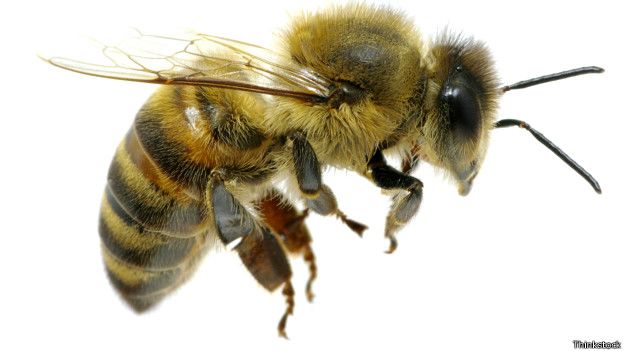 ¿Dónde duele más la picadura de una abeja? - BBC News Mundo