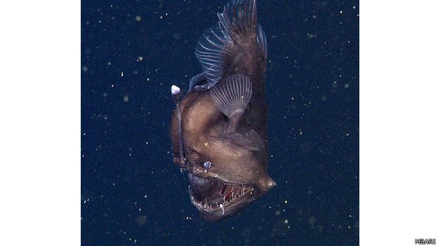 Cientistas captam pela 1ª vez imagens de ‘diabo negro do mar’ - BBC ...