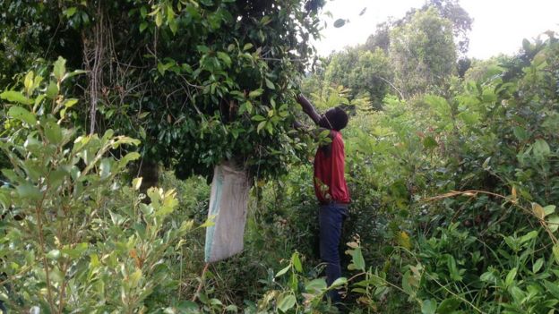 Marashi ya Karafuu, je bado yapo Pemba? - BBC News Swahili